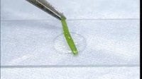 10.使用高倍镜观察细胞结构(叶绿体)