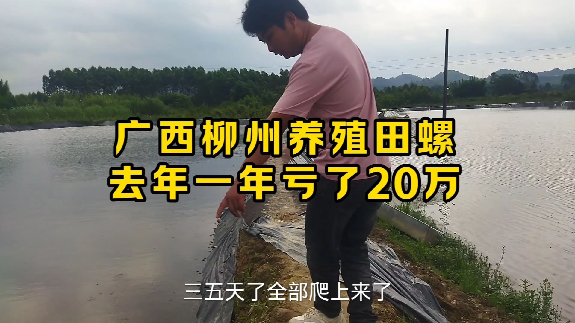 广西柳州养殖田螺,去年一年亏了20万,今年吸取经验重头再来