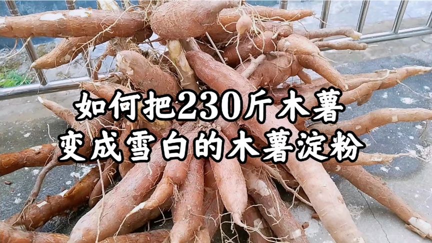 和姐姐挖回230斤木薯,制作成雪白的淀粉,是做珍珠奶茶的原材料