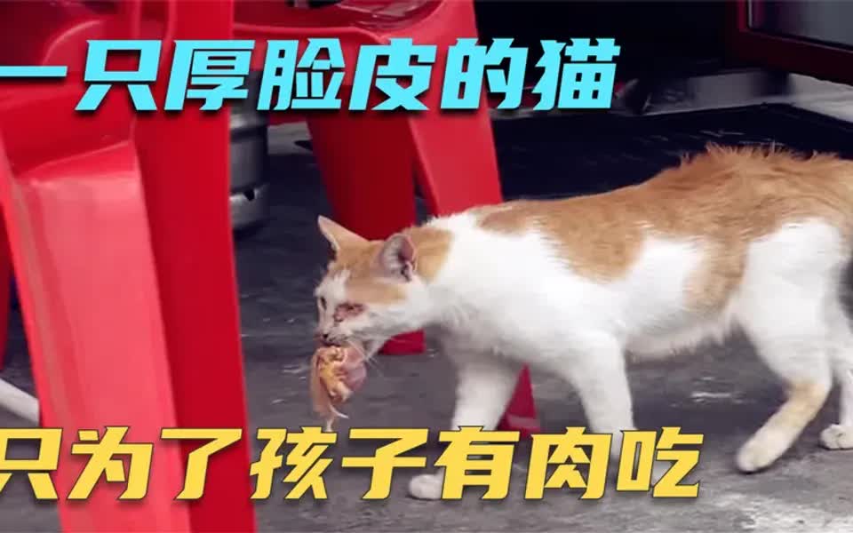 真实记录流浪猫街头乞讨生活,哪怕被打剩一只眼睛,它也不能停