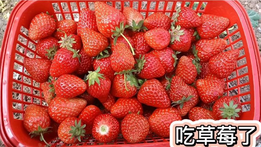 50元一斤的草莓,真贵,买了这一点200块,你们那草莓多少钱一斤