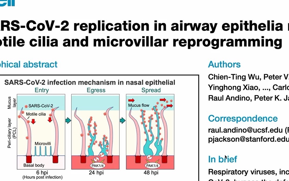 【新冠病毒如何入侵鼻子】斯坦福给出了答案:先附着在鼻腔纤毛,下沉,...