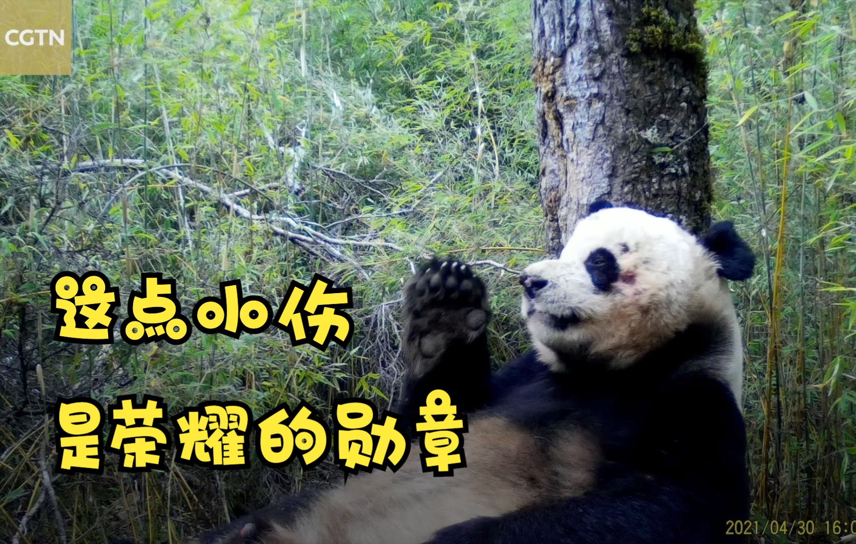 滚滚界找对象太拼了!四川王朗野外拍到“战损”大熊猫