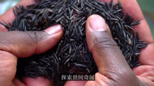 世界上最贵的大米,产自却鲜有人知,曾经只作为皇家贡品!