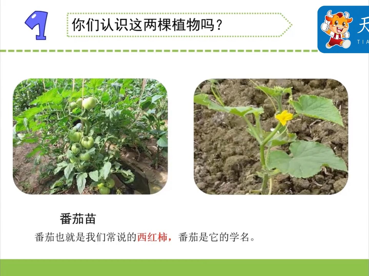 3下1.1 小学(苏教版)科学实验三年级下册第一单元第一课1.1种子发芽了