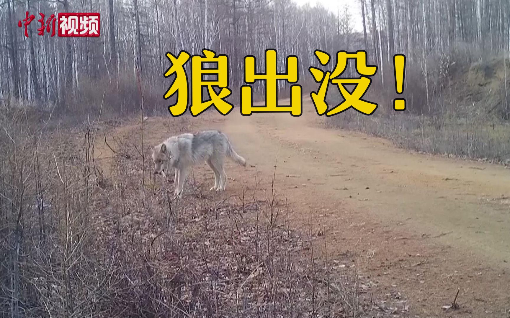 内蒙古大兴安岭北部原始林区狼群出没