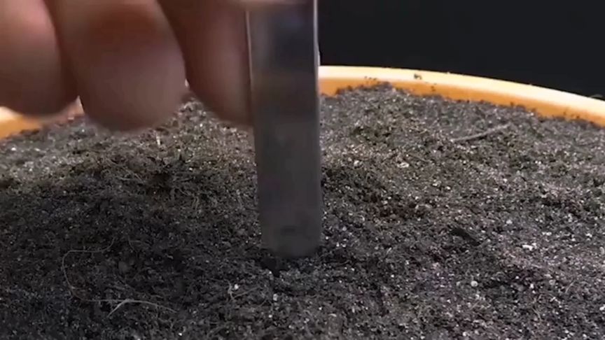 西红柿与茄子的生长过程