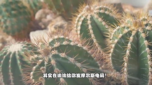 仙人掌生长观察记录表