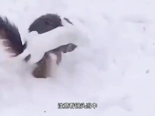 一片被白雪覆盖的森林里面,一只白色生物突然就袭击了一只松鼠