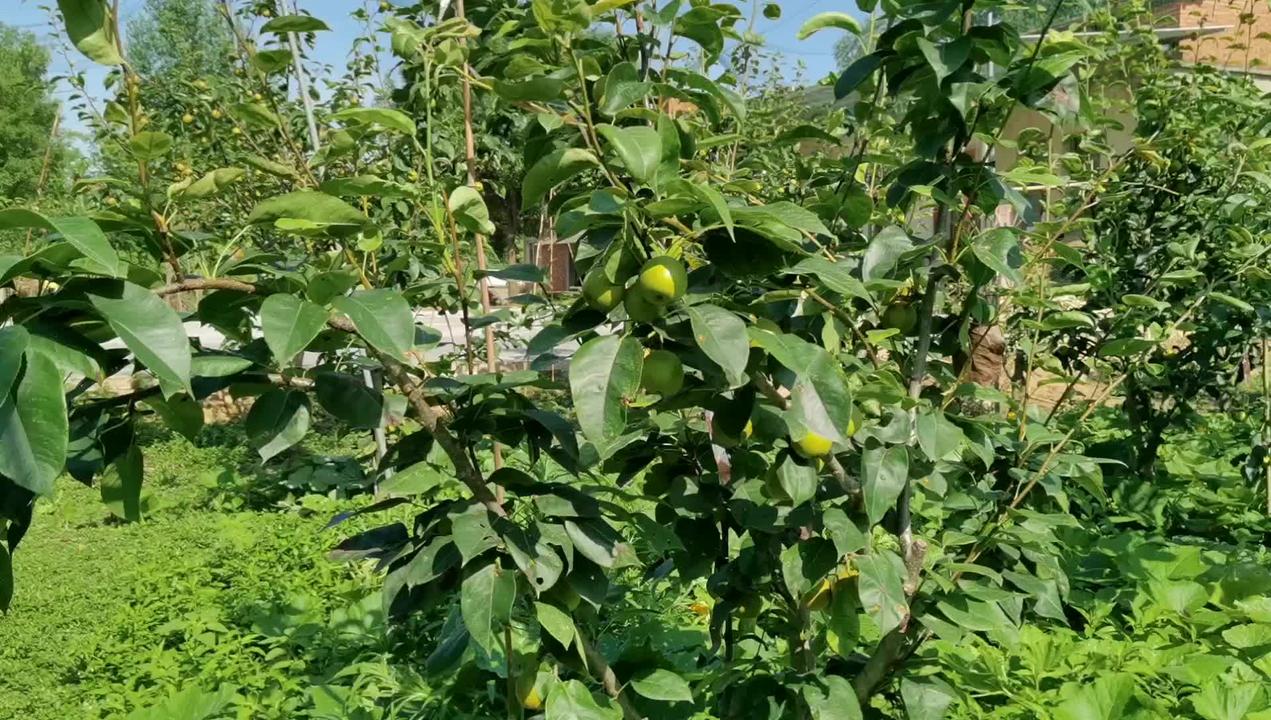 果园的梨子马上要成熟了。