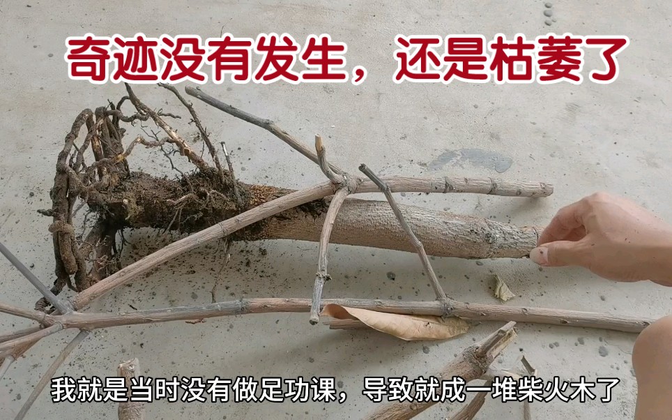 天台种植的芒果树修剪操作不当,导致原来芒果自由变成柴火自由了