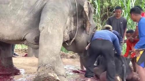 大象生孩子,全程22个月,有专人接生,扑通一下就掉地上