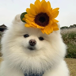 沁若米 