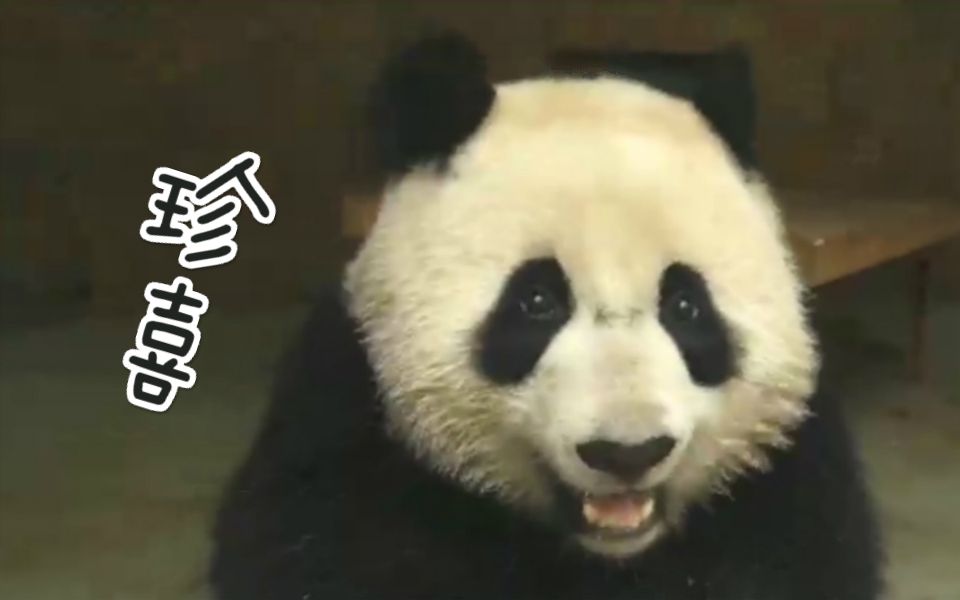 娜娜不吃的窝头由我珍胖承包! 爷爷盆盆奶里掺窝头 怕珍胖抢还要给个...
