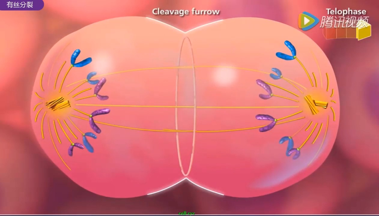 动物细胞有丝分裂过程