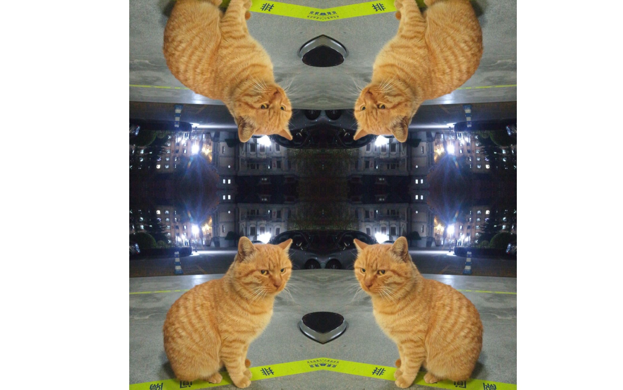 脑影像数据处理(20小时)从零基础到入门