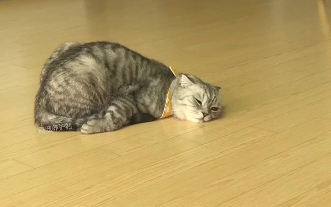 小猫白天睡觉,晚上却很精神,这是得了“夜猫子”病吗?