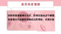 中鸿科瑞再生颐冭诺慢病管理——血管内皮细胞