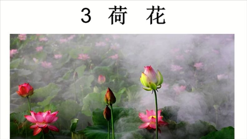 部编版小学语文优质课 荷花 教学实录(三下)