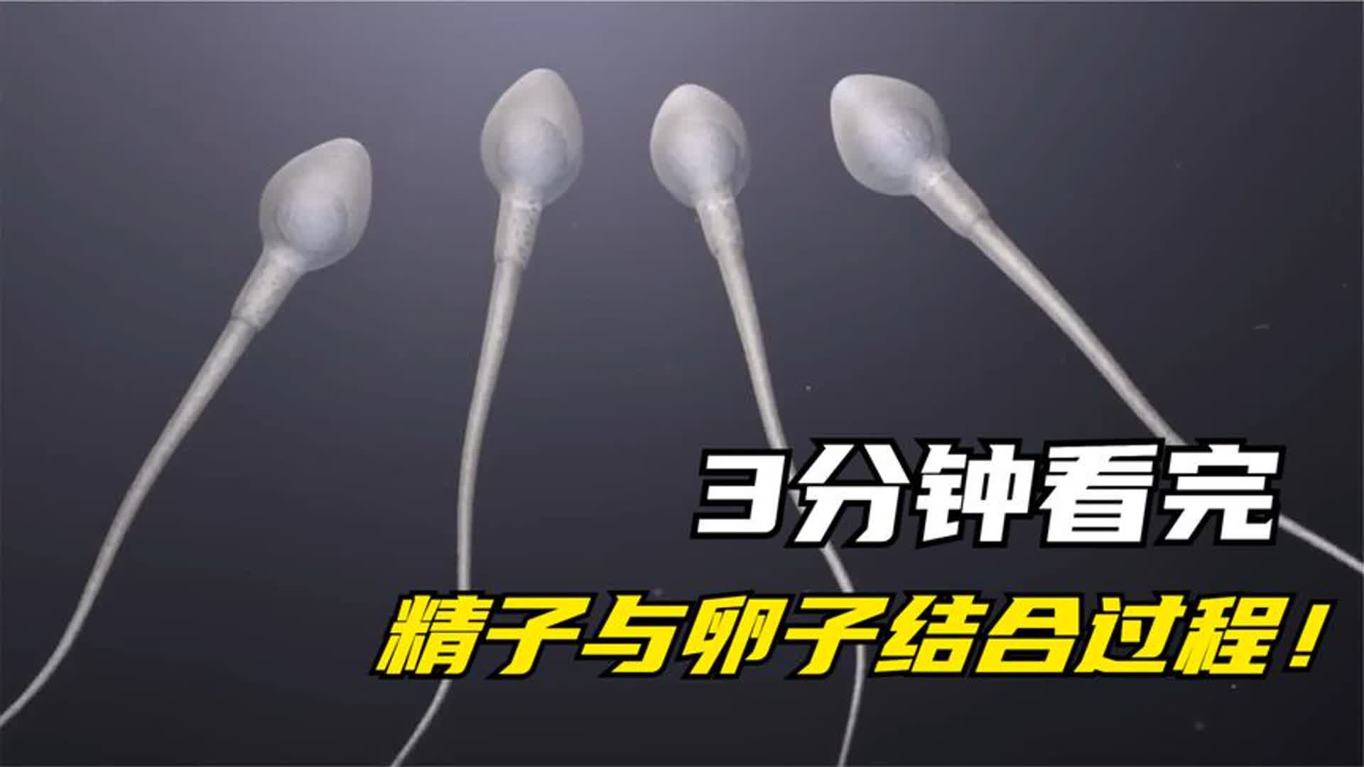 3分钟带你看完,精子与卵子的结合过程!