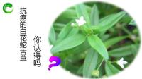 白花蛇舌草 味苦甘 抗癌效果明显的中草药