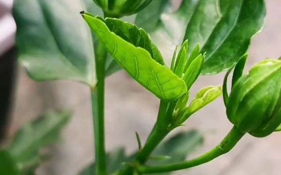 【花卉】养花届奇葩操作,多菌灵拌土!土壤杀菌作用几乎可以忽略不计,...