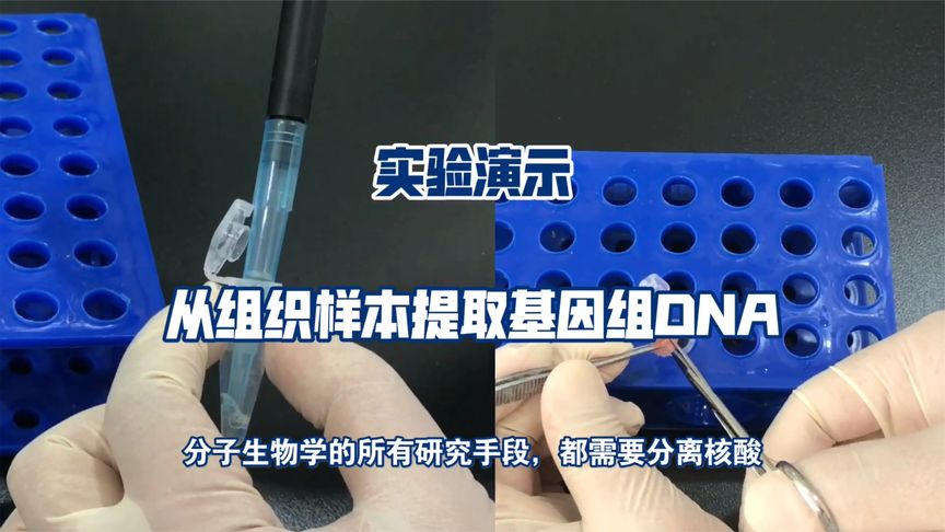 手把手教你做实验_基因组DNA提取