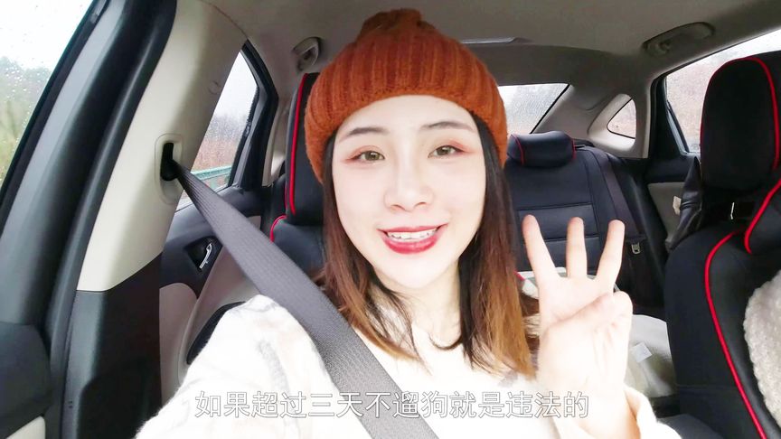 3天不遛狗就违法?这3个国家专门为狗制定法律,待遇比人都还好?