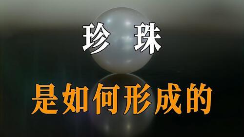 珍珠是如何形成的?看完你就知道了!