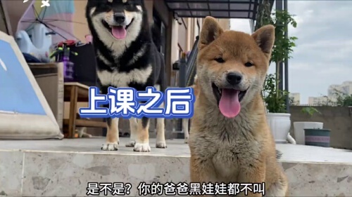 小狗被上课之后听话了不少!??