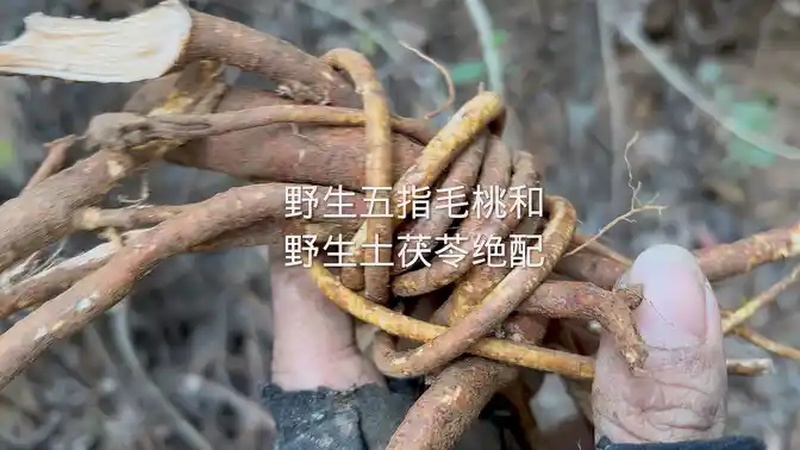 野生五指毛桃和野生土茯苓搭配祛湿开胃