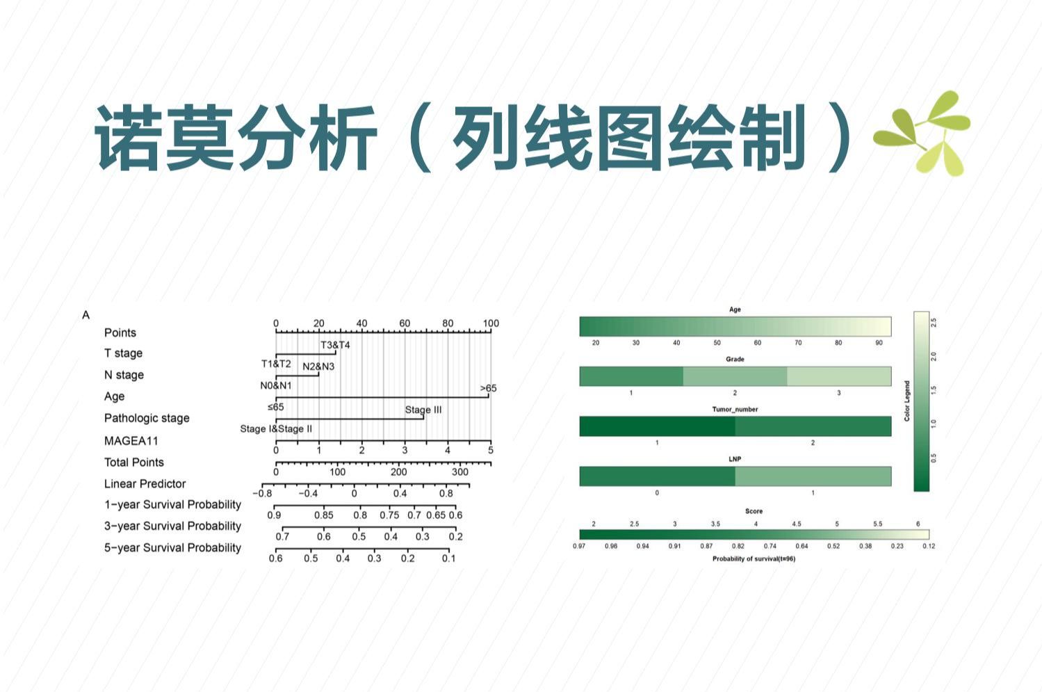 生信分析之列线图,10分钟学会诺莫分析和常见问题