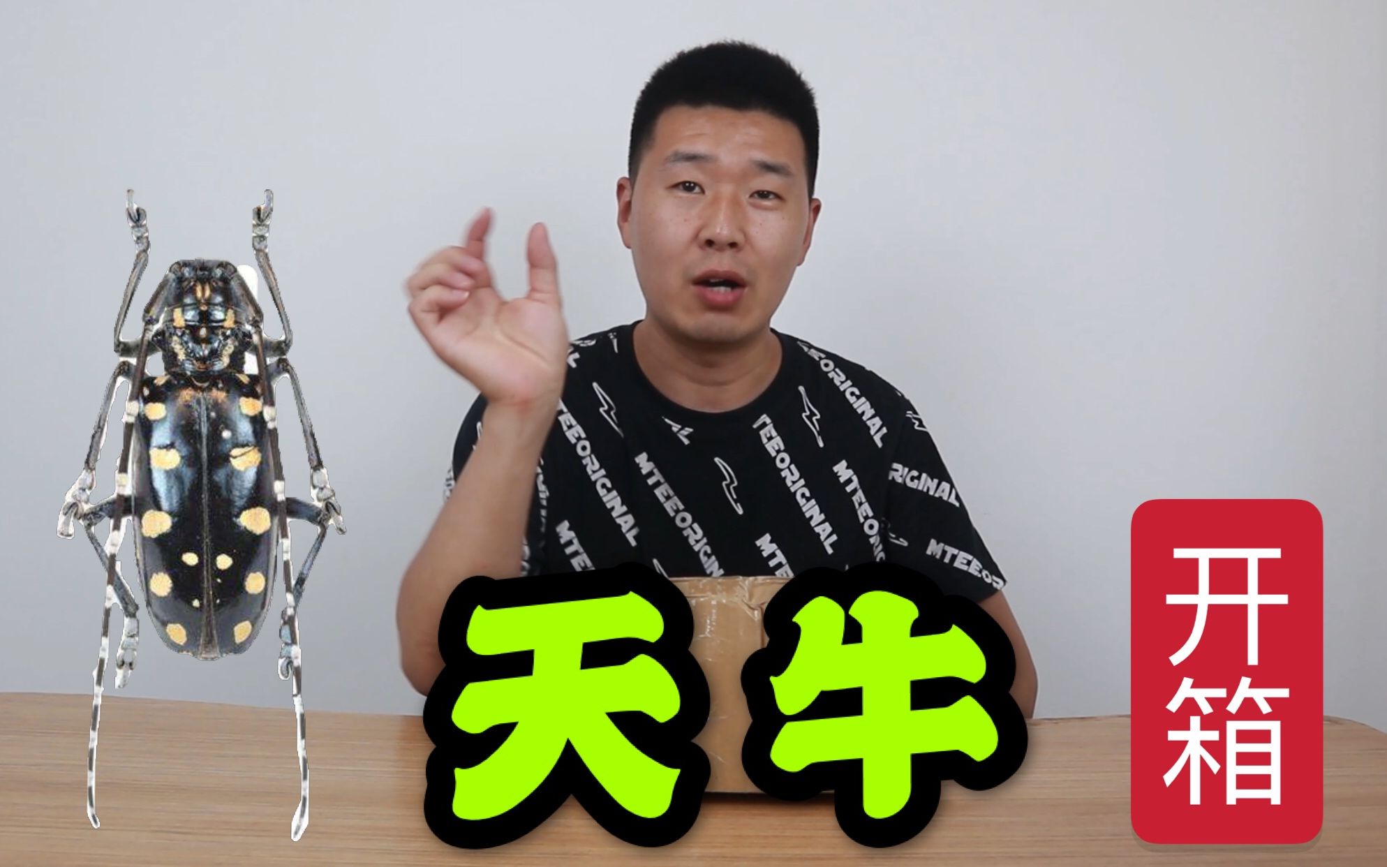 天牛开箱:买了一只黑色的星天牛,刚打开盒子它就飞走了