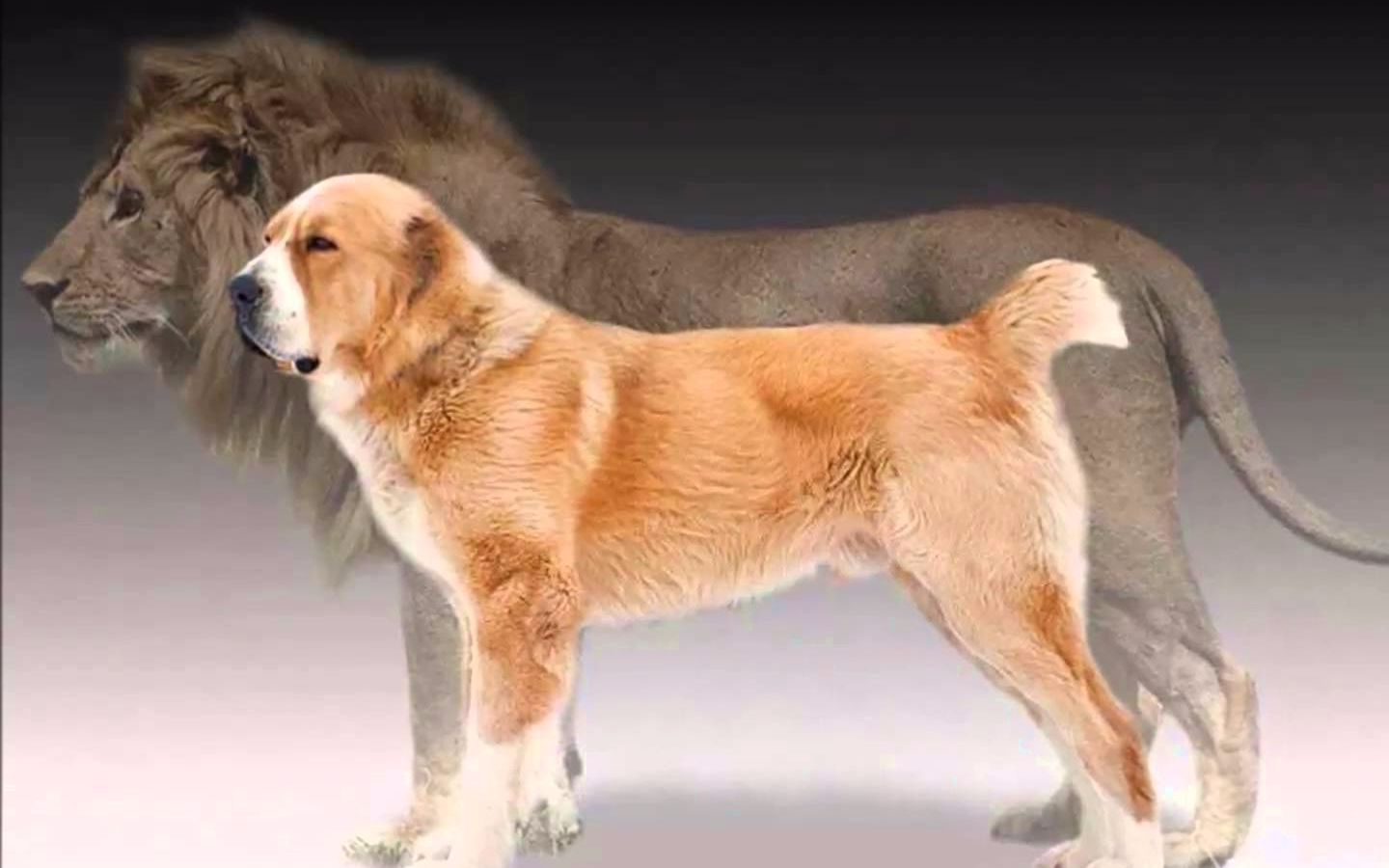 十大猛犬危险指数排行榜