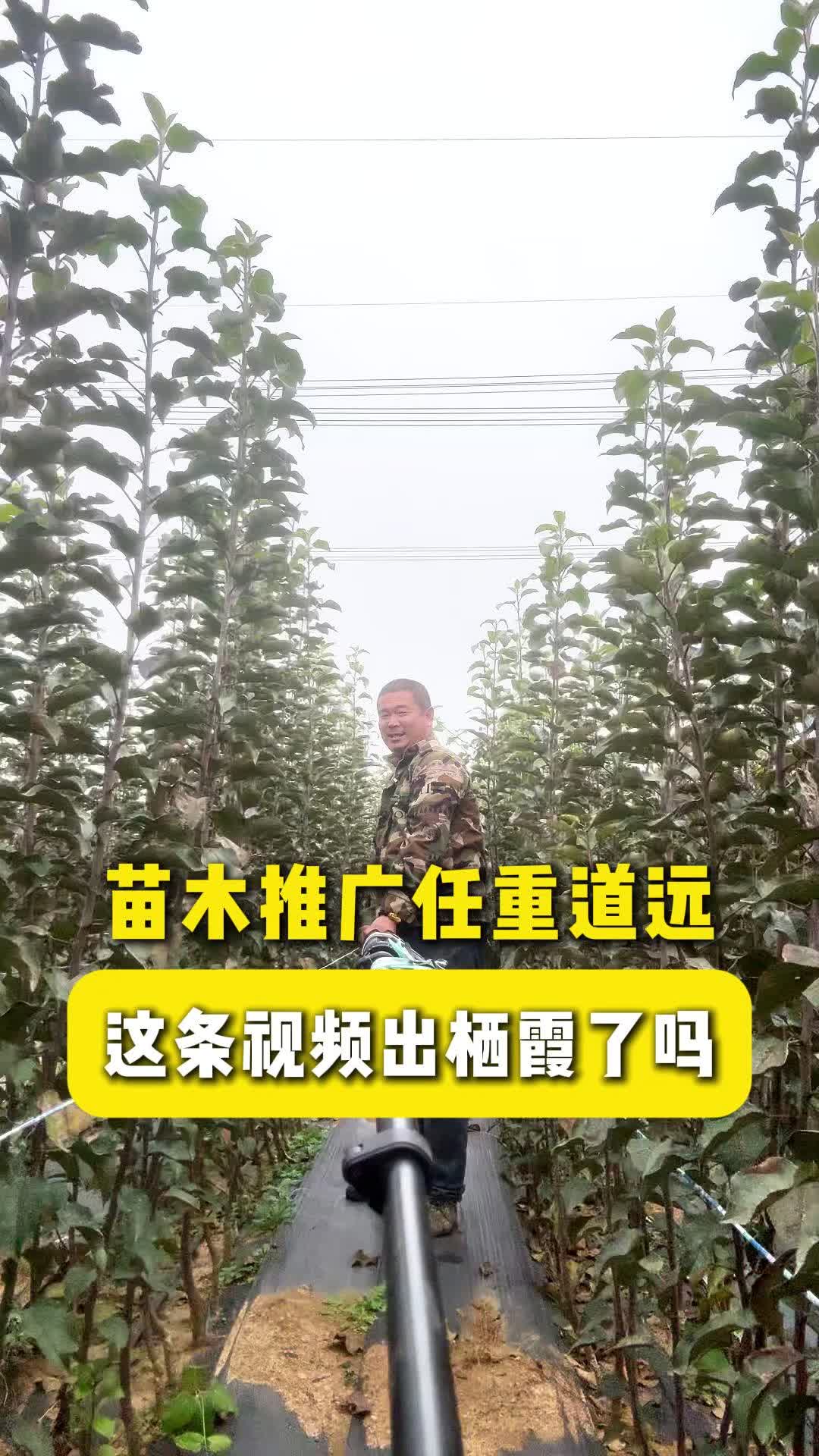 推广苗木任重而道远,拍条视频宣传宣传,这条视频出栖霞了吗?#抖音...