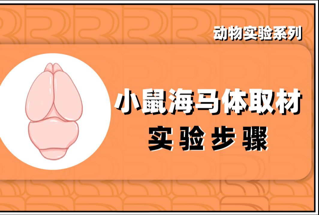 动物实验合集(15):小鼠海马体分离实验