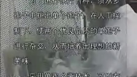 食用菌菌种纯种分离技术