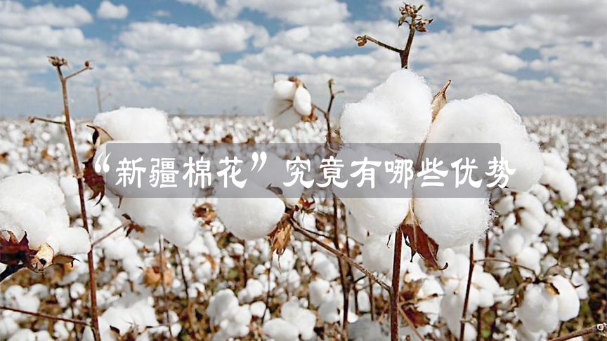 “新疆棉花”近期屡被提起,那么“新疆棉花”究竟有哪些优势?