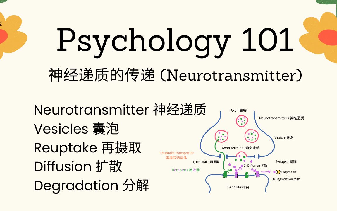 Psychology101|神经递质的传递 (Neurotransmitter)
