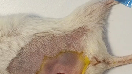 小鼠乳腺脂肪垫原位肿瘤模型