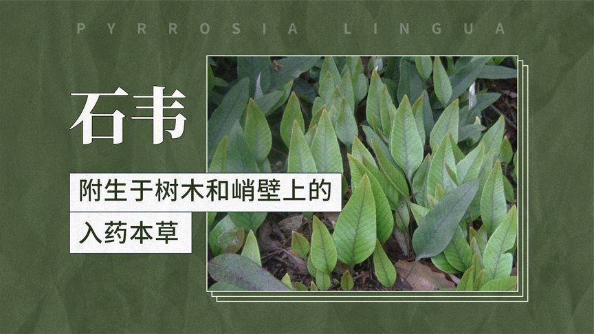 石韦——附生于树木和峭壁上的入药本草