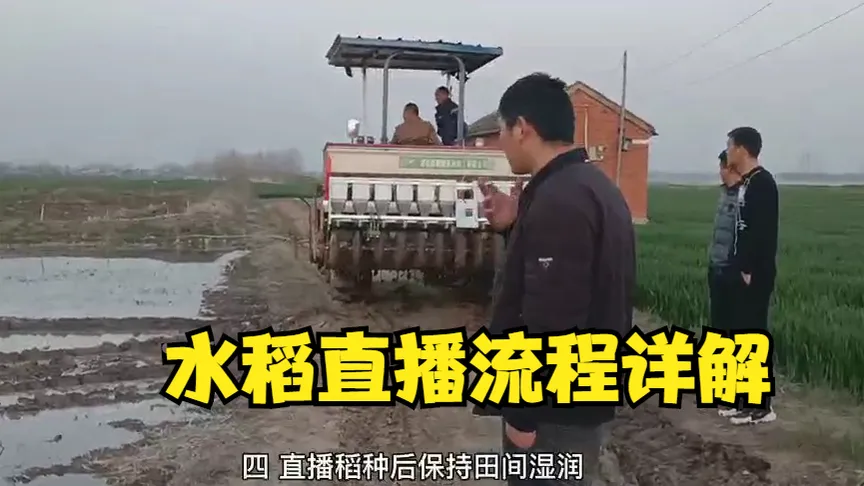 水稻种植新方法,水稻直播的流程与技术要点,太详细了赶紧收藏