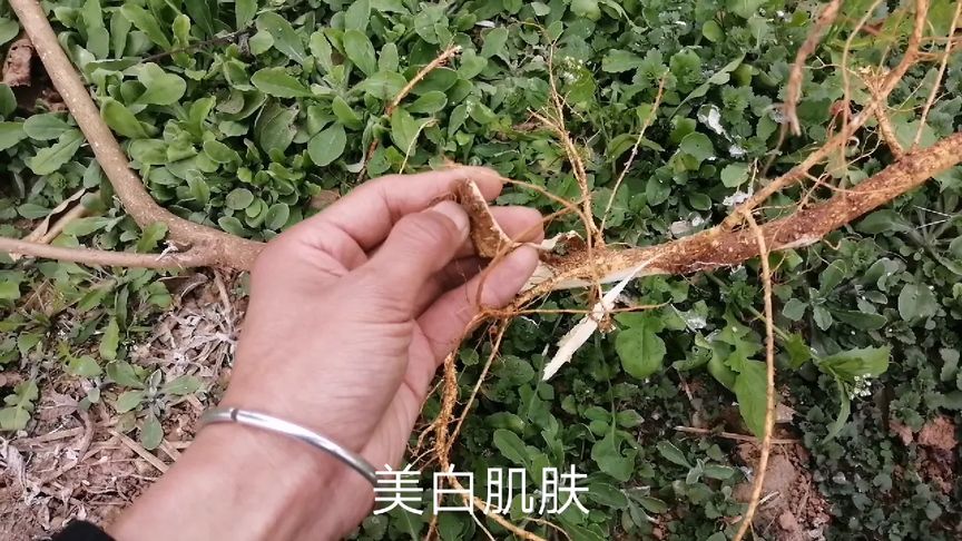 农村桑树根部的四大作用,你知道吗?带大家了解一下!