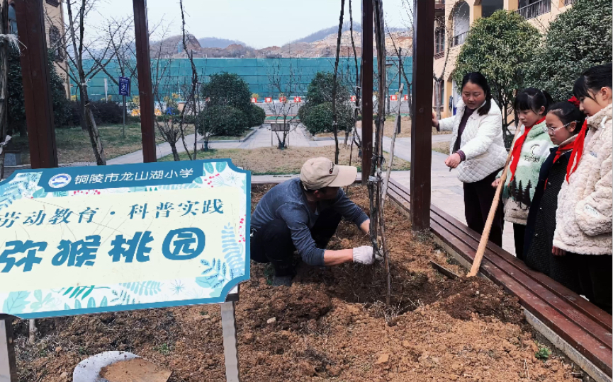 龙山湖小学农耕文化实践活动,师生种植猕猴桃,落实劳动教育