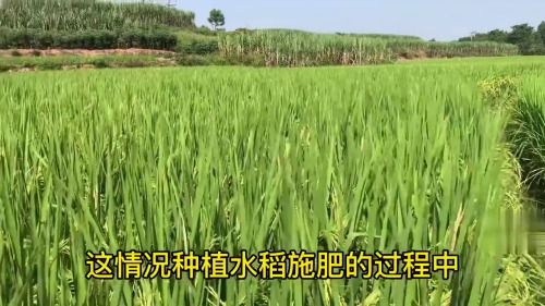 水稻种植的技术,抽穗期间这样做,水稻高产没有病虫害
