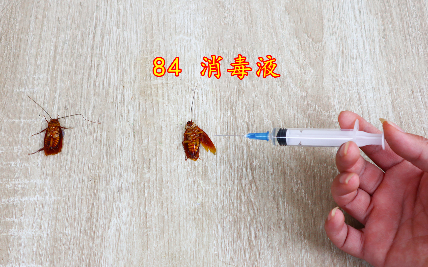 将84消毒液注射给“蟑螂”,会发生什么?仅一秒蟑螂挂了?