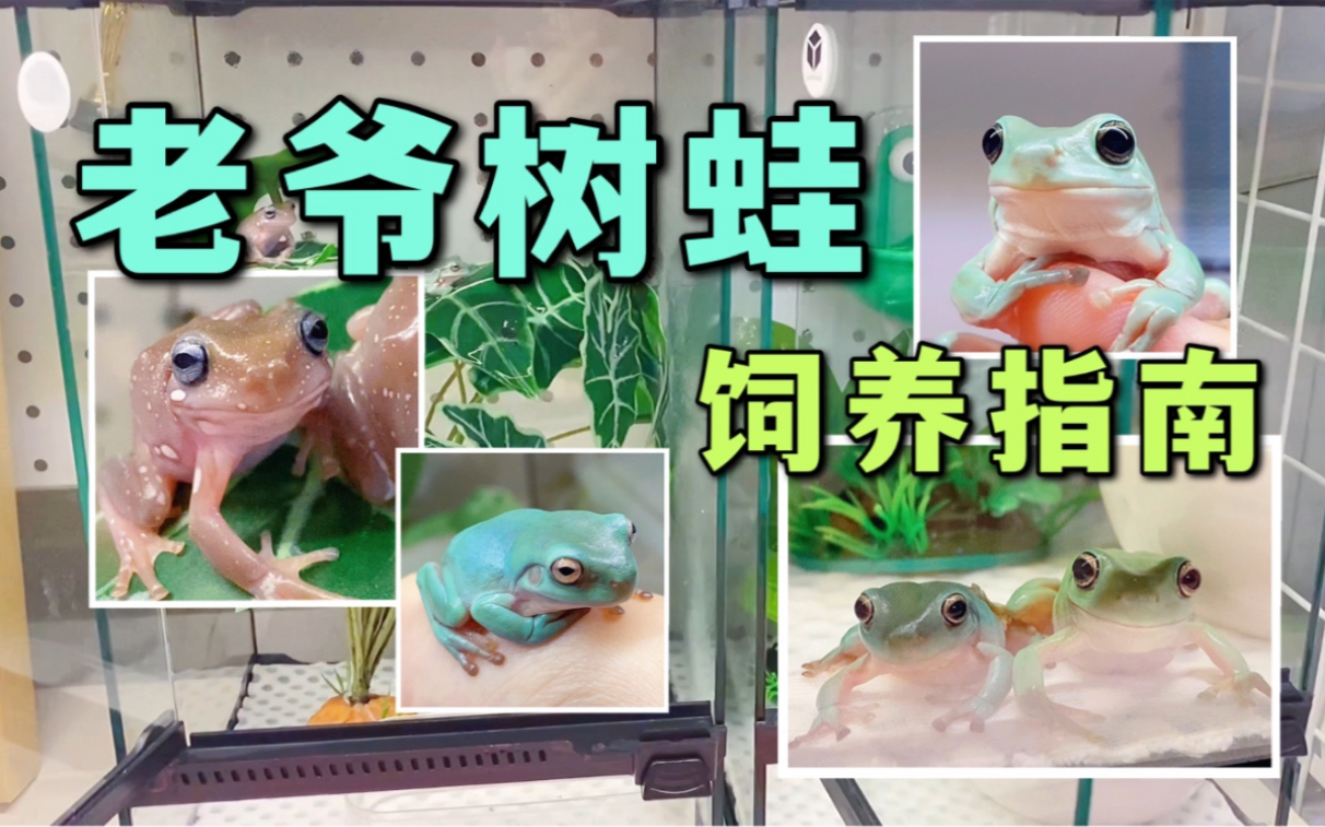 老爷树蛙怎么养?简直太可爱了!这才是猛男该看的东西
