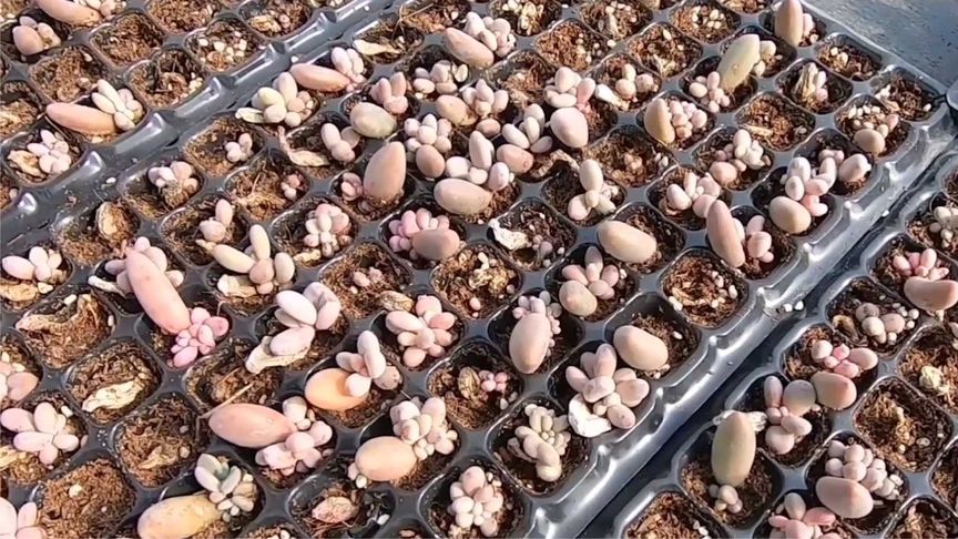 多肉植物的叶插生长过程,所有多肉品种都可以叶插吗?