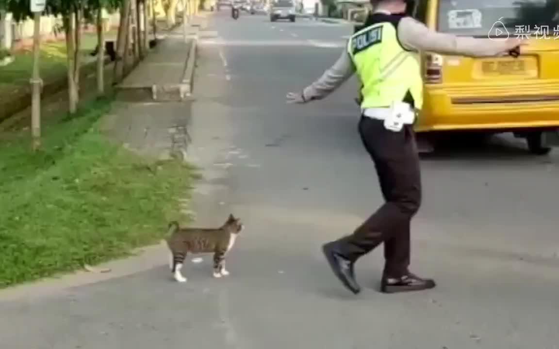 警察叔叔带流浪猫过马路,超暖
