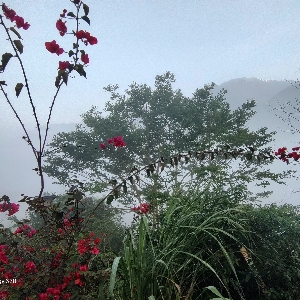 西藏疯狂的石头 